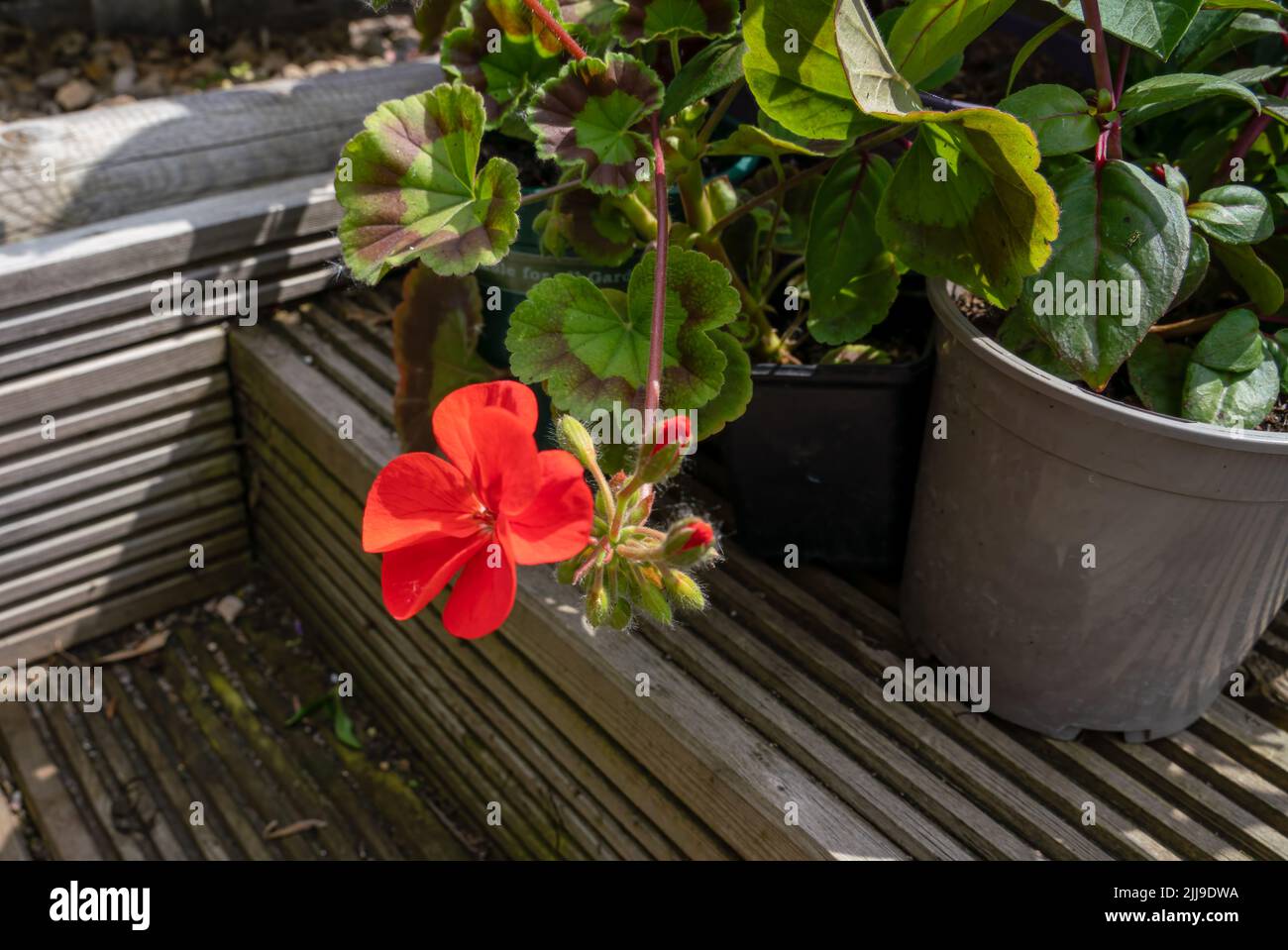 detailed close up of Pelargonium inquinans, the scarlet geranium Stock ...