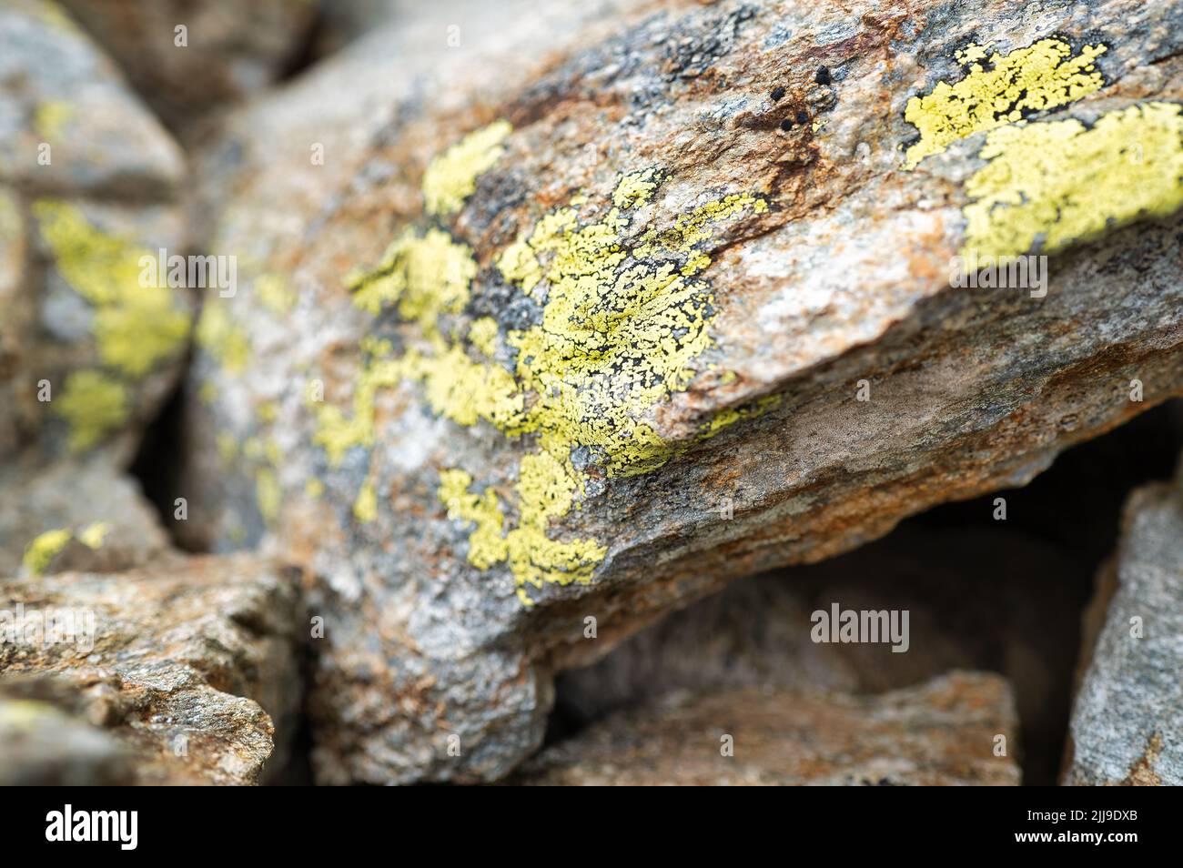 Detail of lichens on mountain boulders in the Alps of northern Italy ...