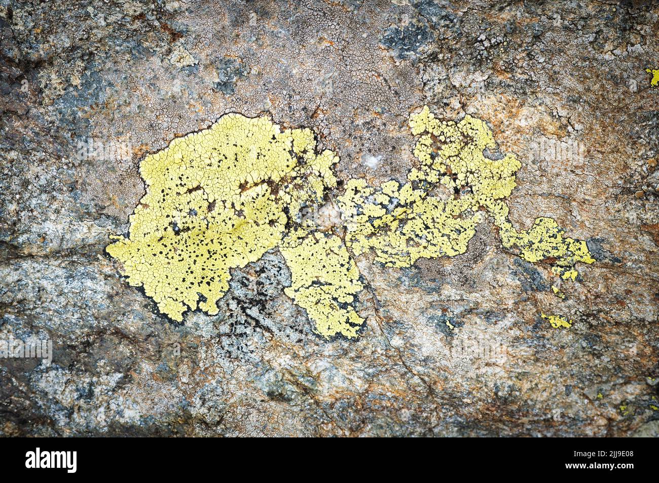 Lichens on boulders in the alps of northern Italy Stock Photo - Alamy