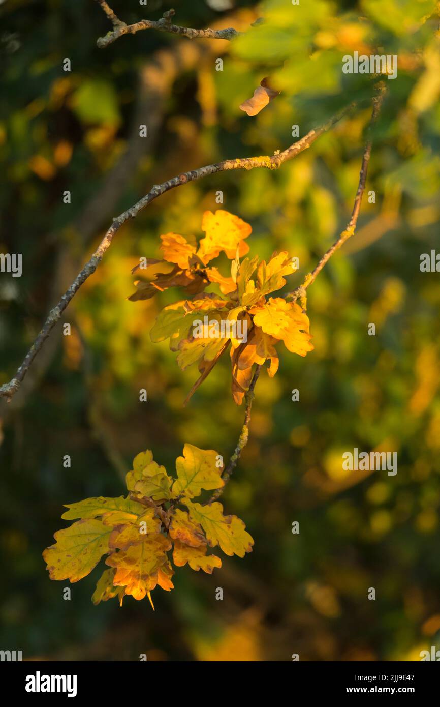 English oak Quercus robur, leaves in autumn colours, Weston-Super-Mare ...