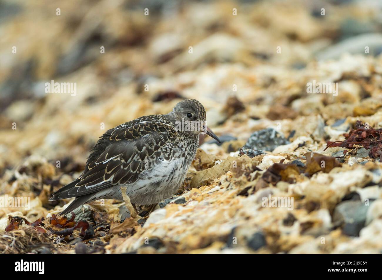 Purple sandpiper Calidris purpurea, roosting on shingle beach ...