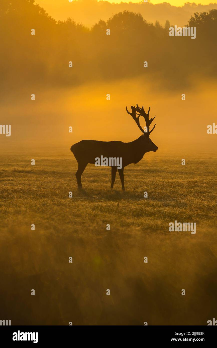 Red deer Cervus elaphus, stag, on misty morning, Richmond Park, Outer ...