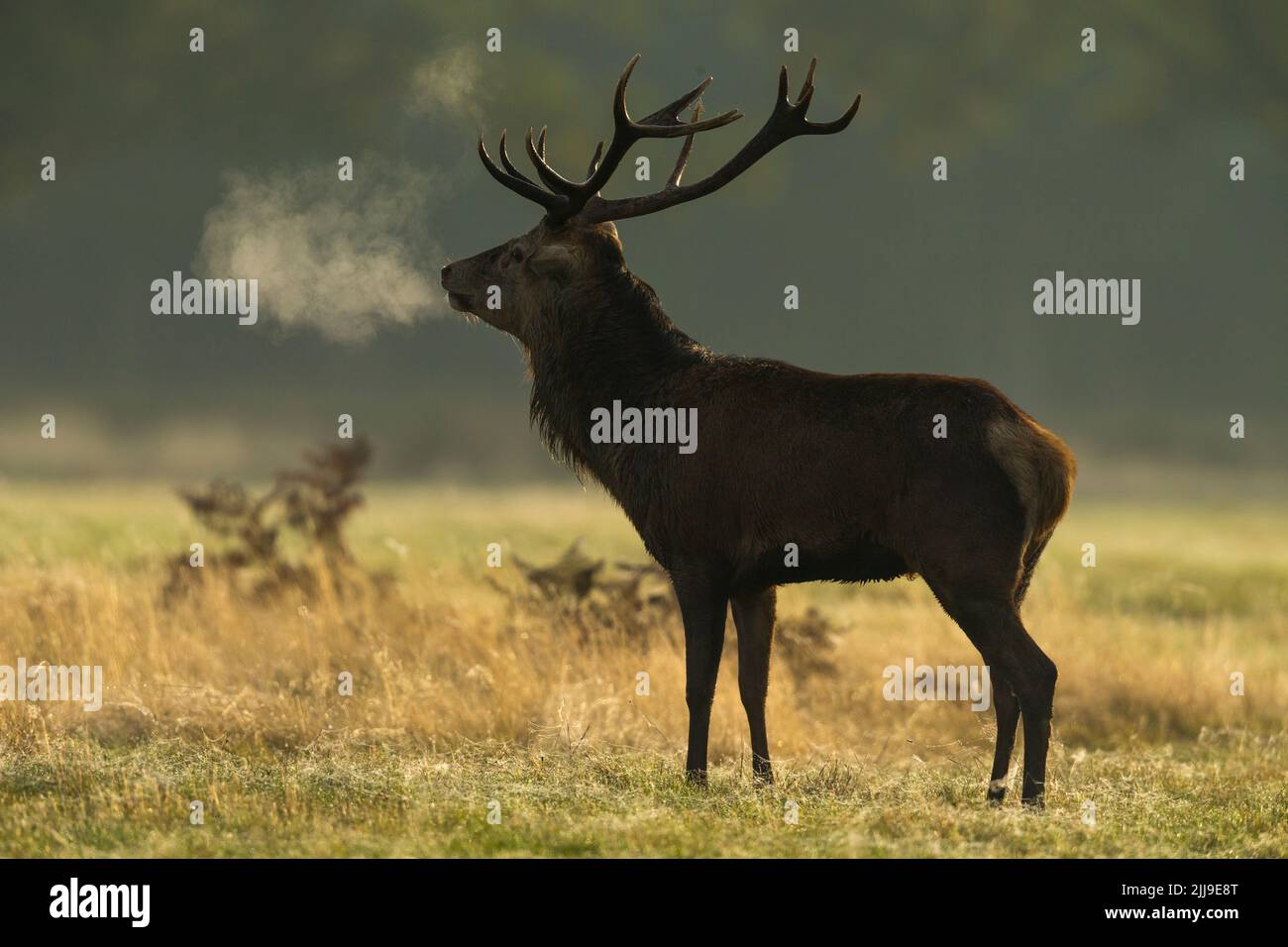 Red deer Cervus elaphus, stag, breathing in cold weather, Richmond Park ...