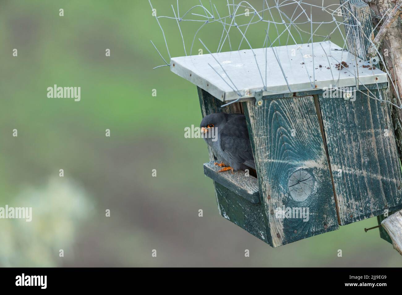 Red-footed falcon Falco vespertinus, adult male, sitting in nest box ...