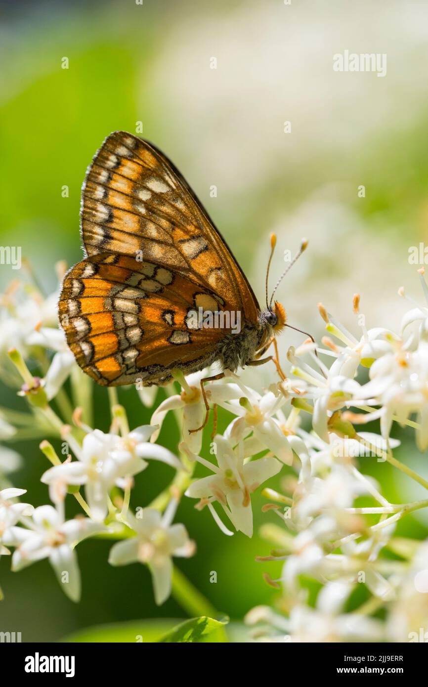Scarce fritillary Euphydryas maturna, imago, nectaring from flowers ...