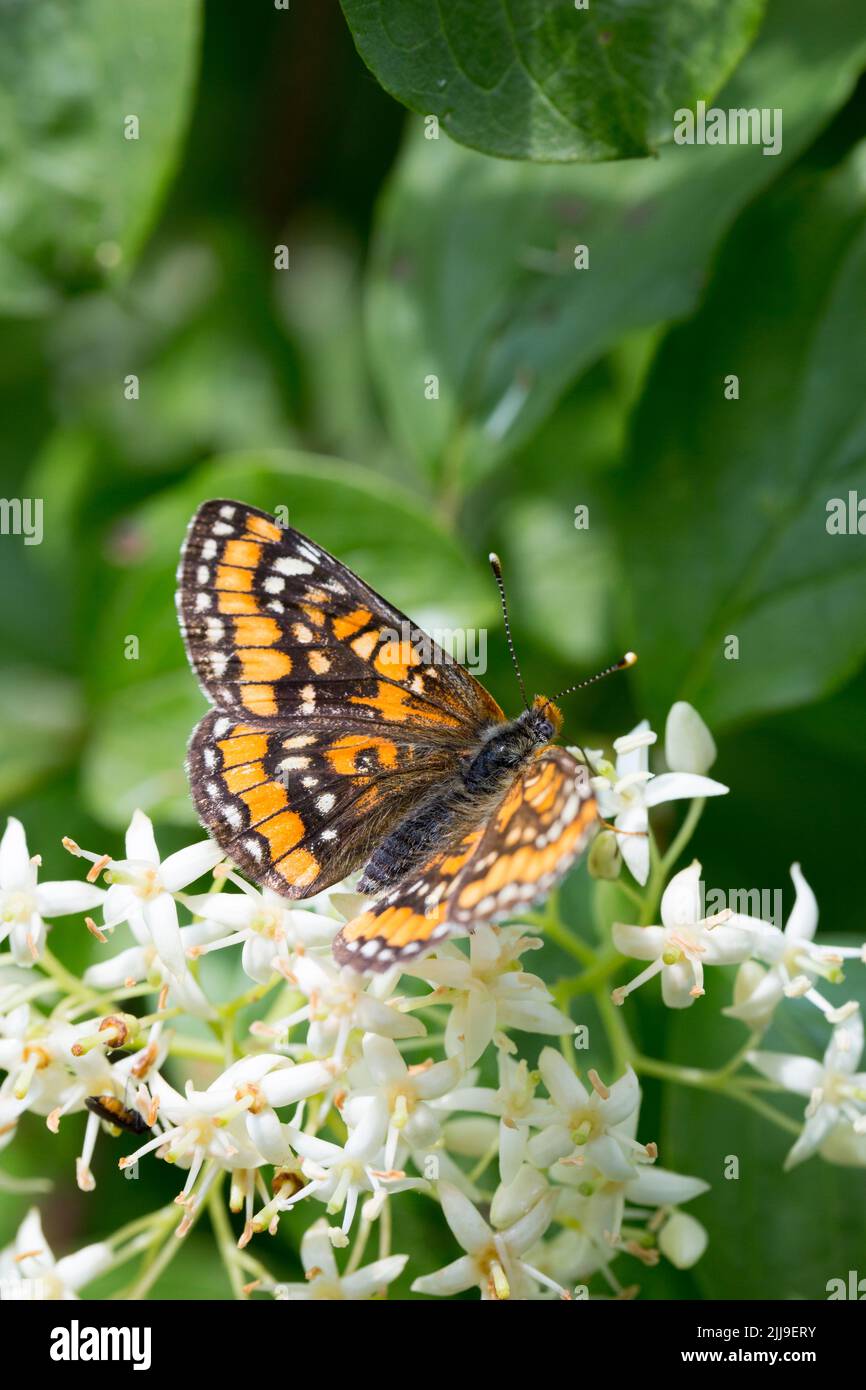Scarce fritillary Euphydryas maturna, imago, nectaring from flowers ...