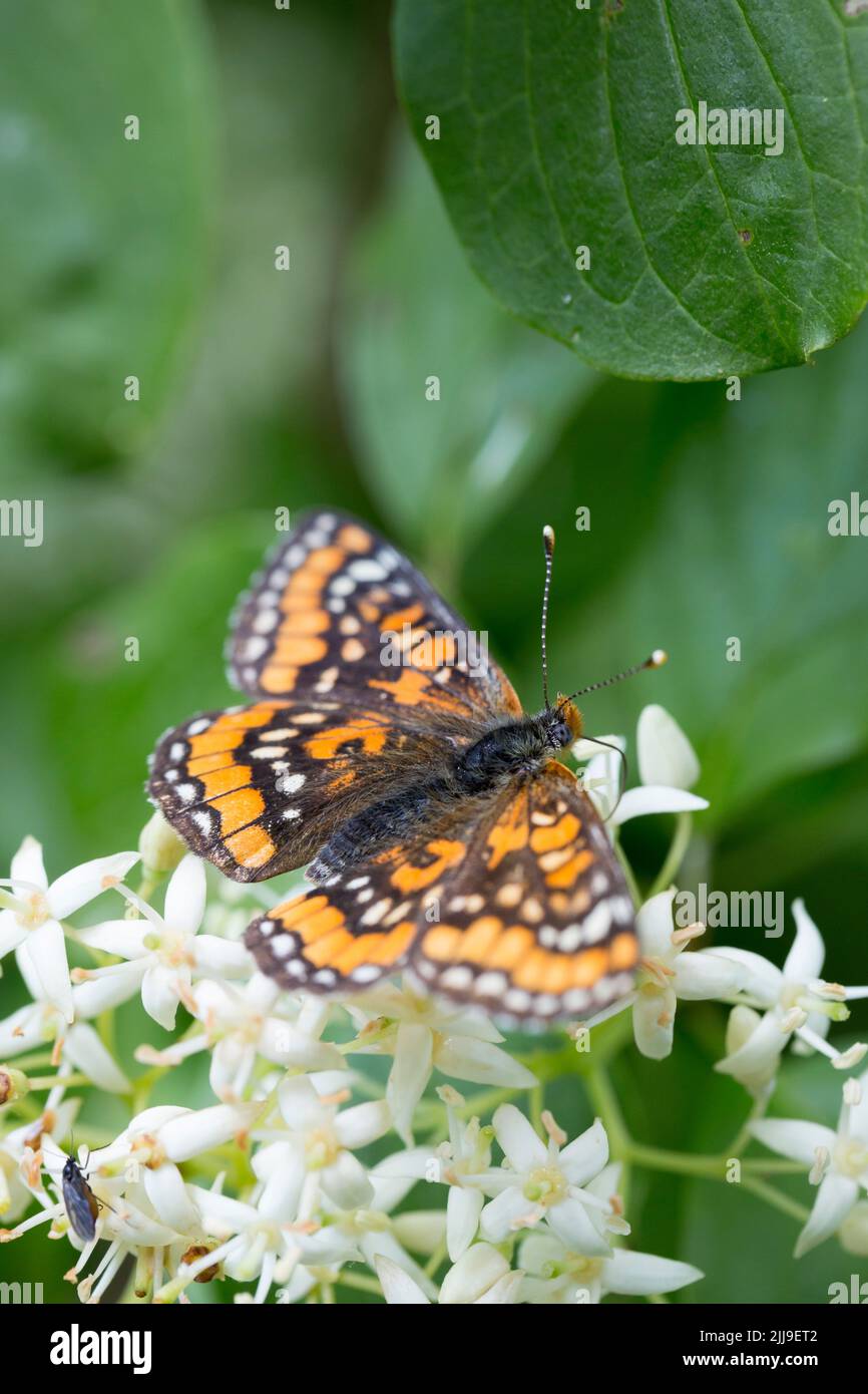 Scarce fritillary Euphydryas maturna, imago, nectaring from flowers ...