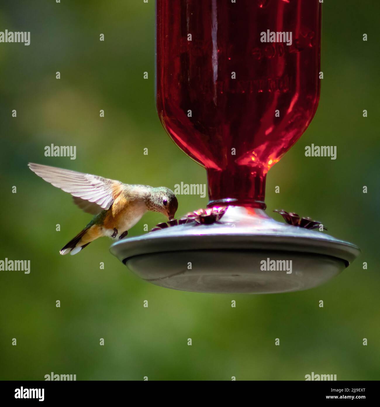 A Hummingbird drinking from a bottle feeder Stock Photo - Alamy
