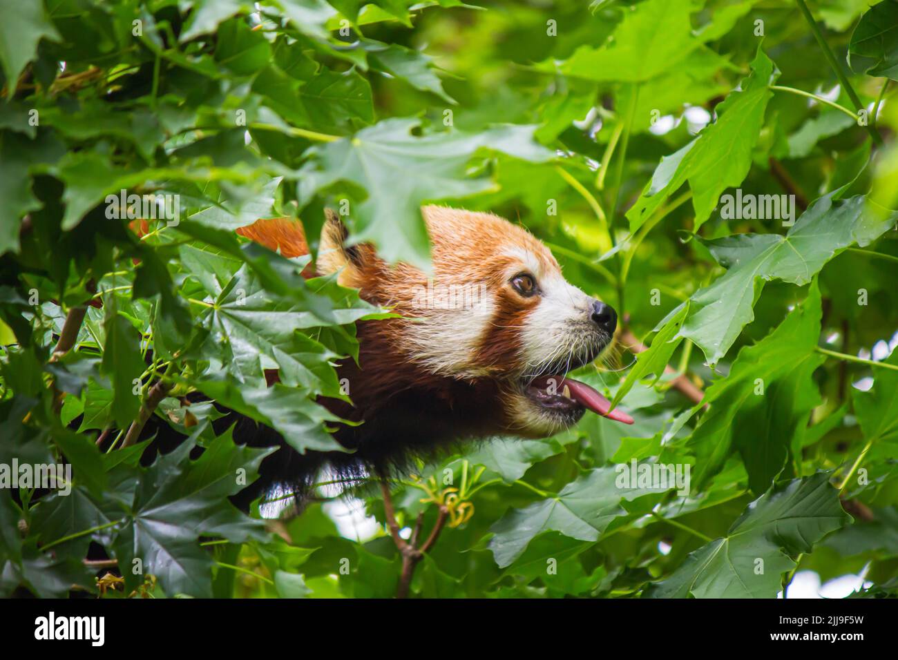 A side portrait of a red panda with its tongue out reaching for green ...