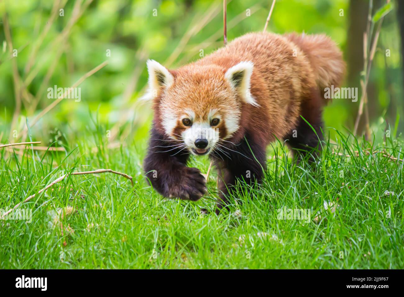Panda walking grass hi-res stock photography and images - Alamy