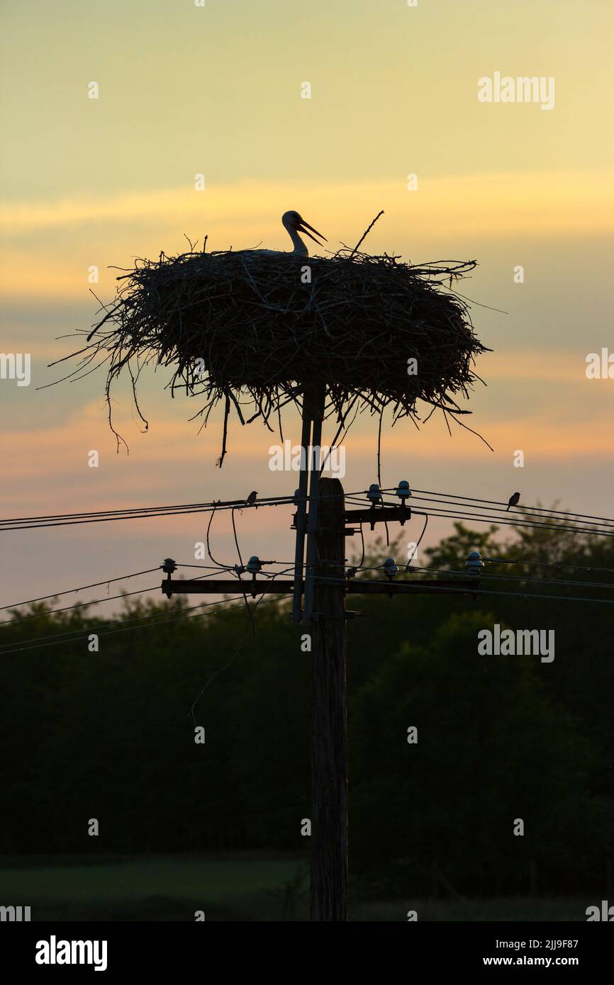 Hungary stork on nest hi-res stock photography and images - Alamy