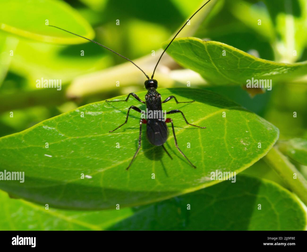An insect on a green leaf Stock Photo - Alamy