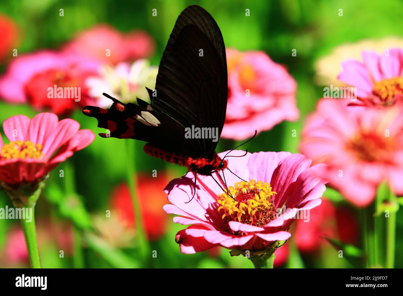 Common Rose（Pachliopta aristolochiae）butterfly resting on the Zinnia ...