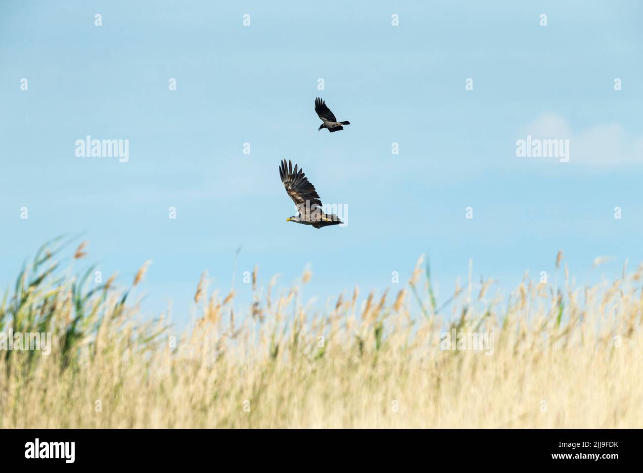 White-tailed eagle Haliaeetus albicilla, adult, in flight being mobbed ...