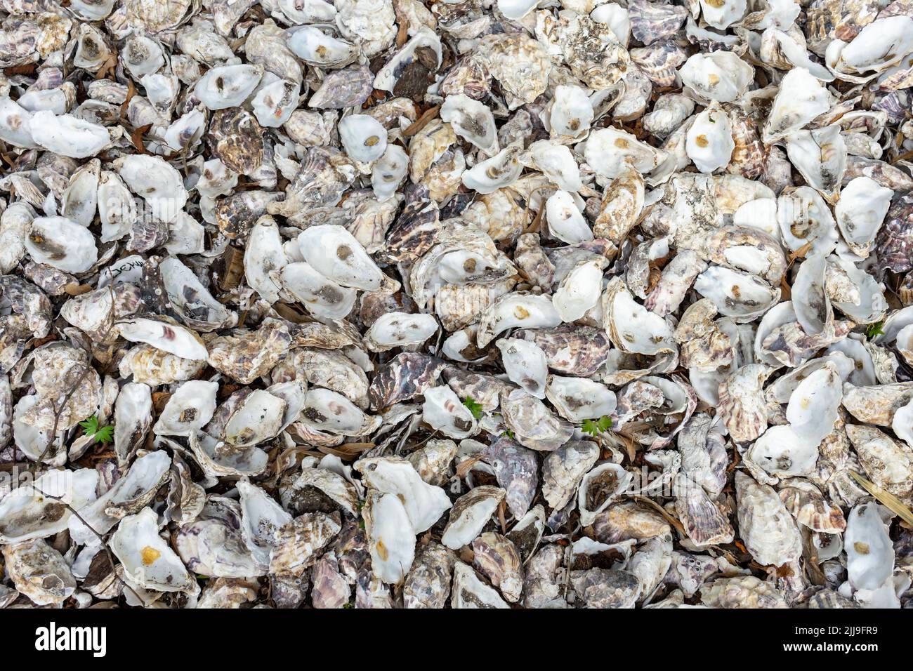 Many identical sea shells. Sea background with copy space Stock Photo ...