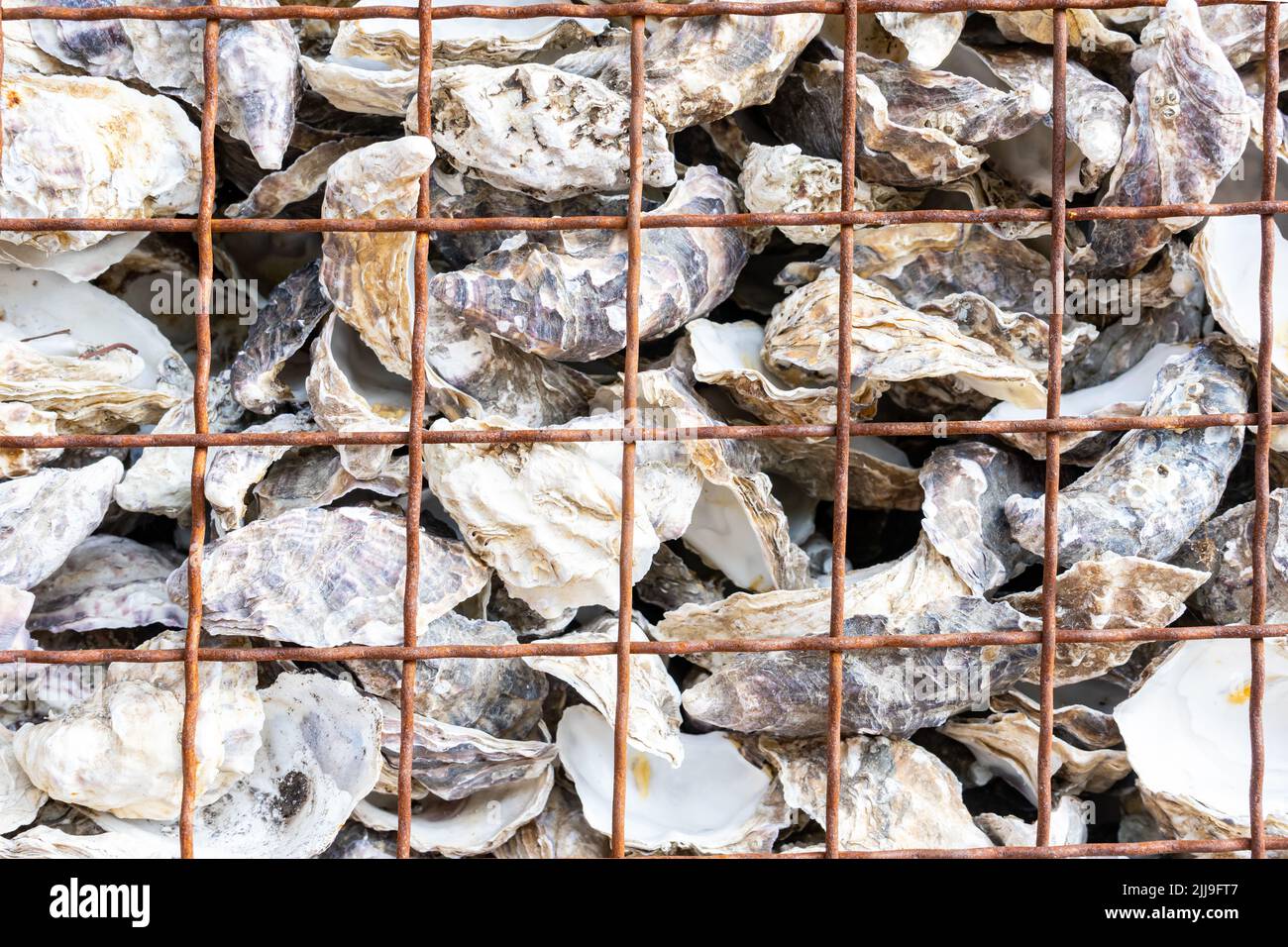Morsk shells are covered with a metal mesh. Prohibition of catching ...