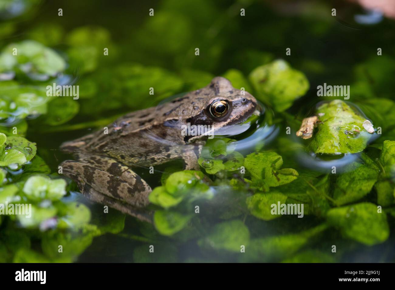 Garden frog hi-res stock photography and images - Alamy