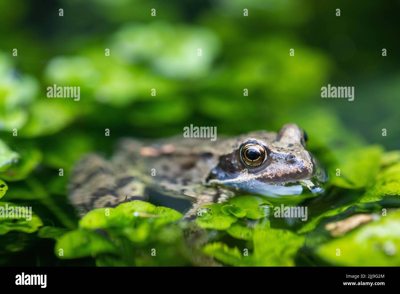 Garden Frog in Pond Stock Photo - Alamy