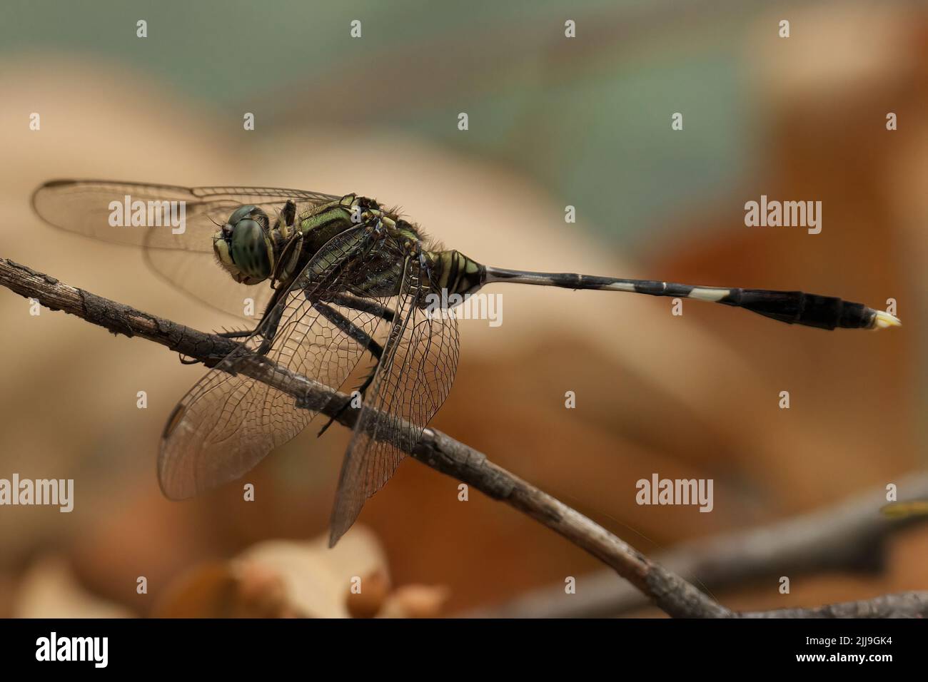 Green marsh hawk hi-res stock photography and images - Alamy