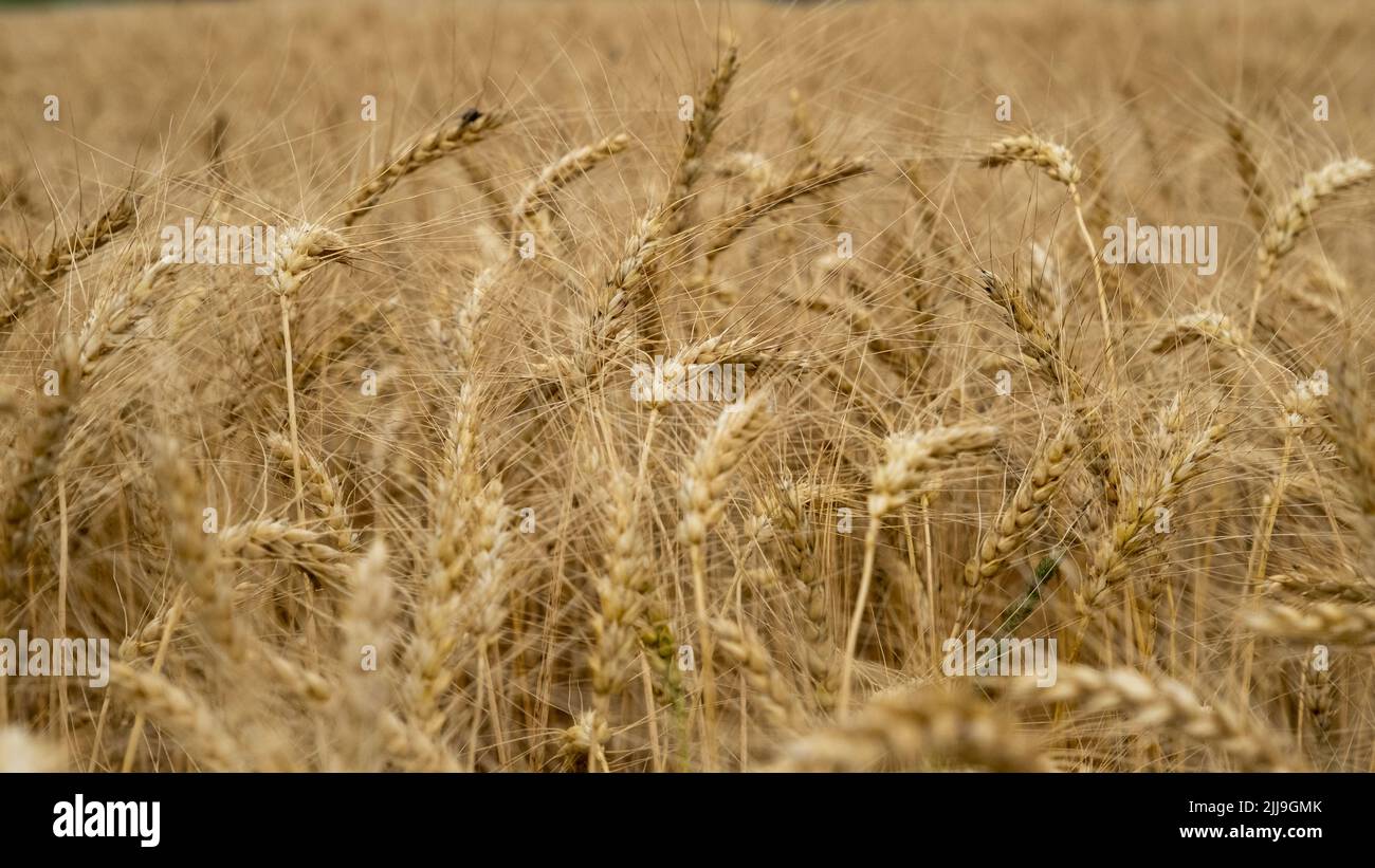 Golden wheat field. Beautiful nature sunset landscape. Meadow wheat ...