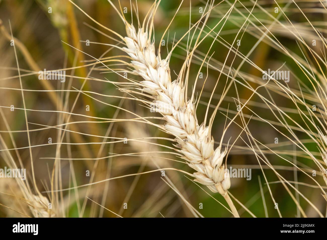 Golden wheat field. Beautiful nature sunset landscape. Meadow wheat ... Golden wheat field. Beautiful nature sunset landscape. Meadow wheat ...