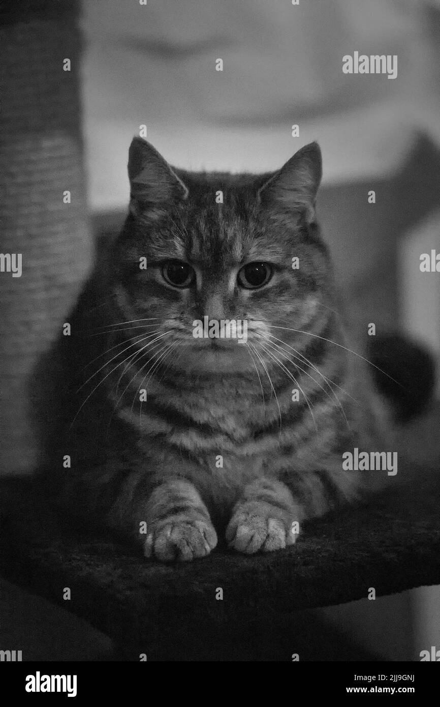 A grayscale of a cat sitting indoors Stock Photo - Alamy