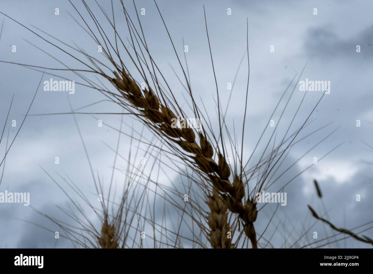 Golden wheat field. Beautiful nature sunset landscape. Meadow wheat ...