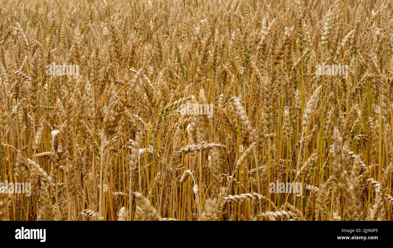 Golden rye field. Beautiful nature sunset landscape. Meadow rye field ...