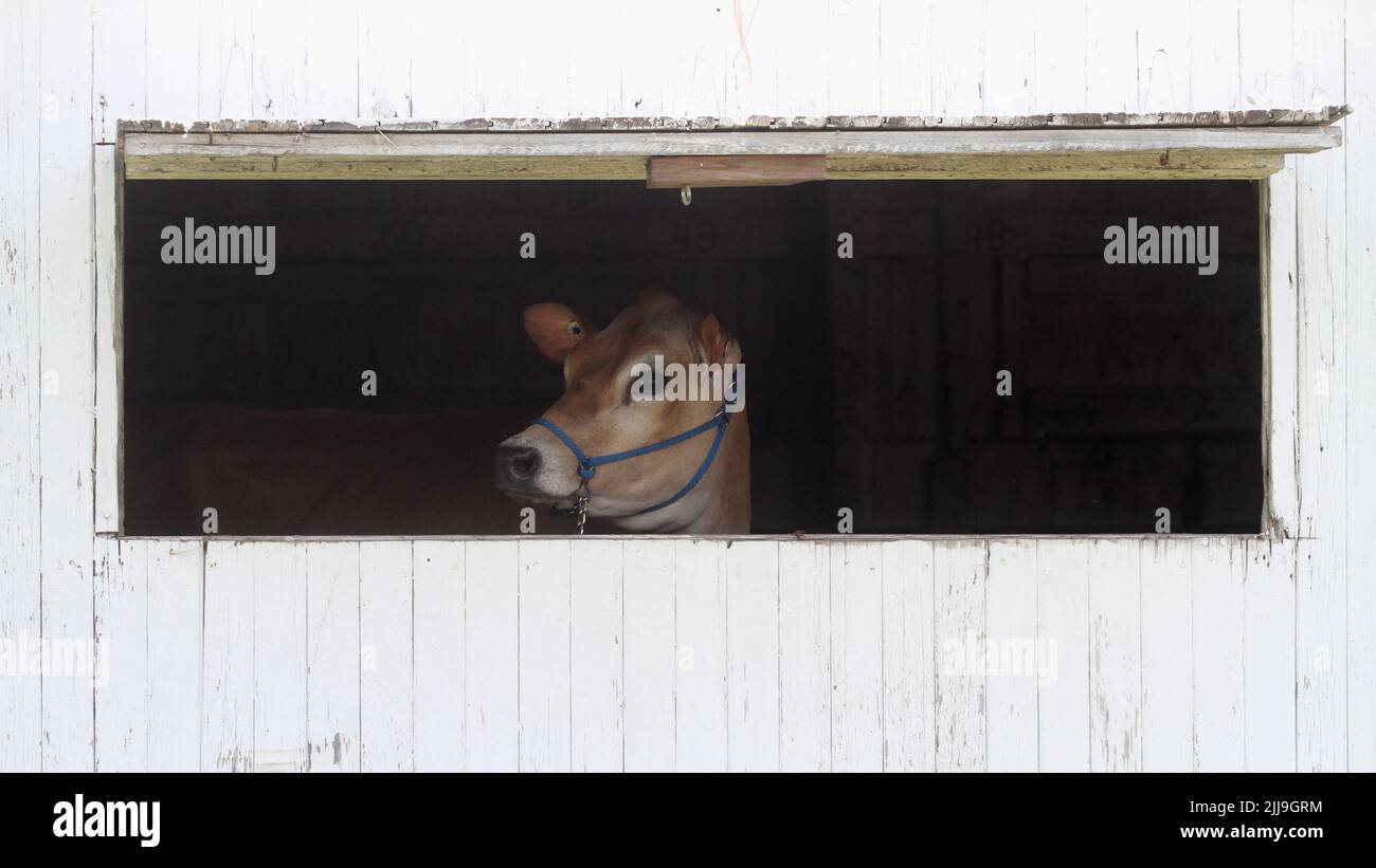 Cow head out window hi-res stock photography and images - Alamy