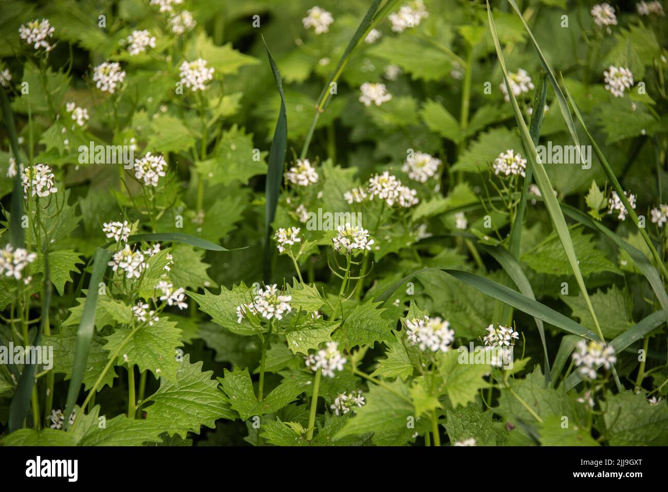 a group of garlic mustard or jack-by-the-hedge with small white ...
