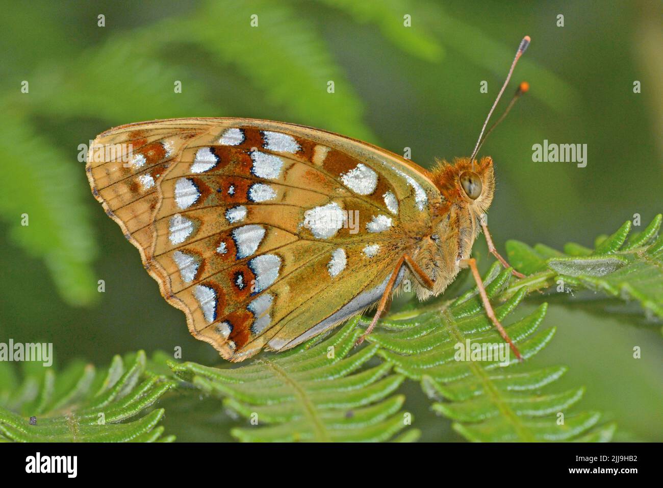 The very rare High Brown Fritillary butterfly, Arnside Knott, Cumbria ...