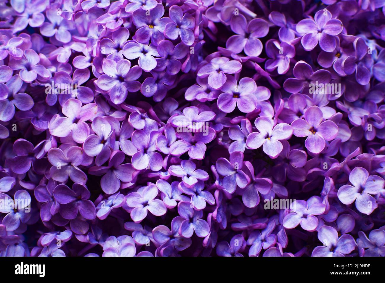 Beautiful purple background from lilac flowers close-up. Spring flowers ...
