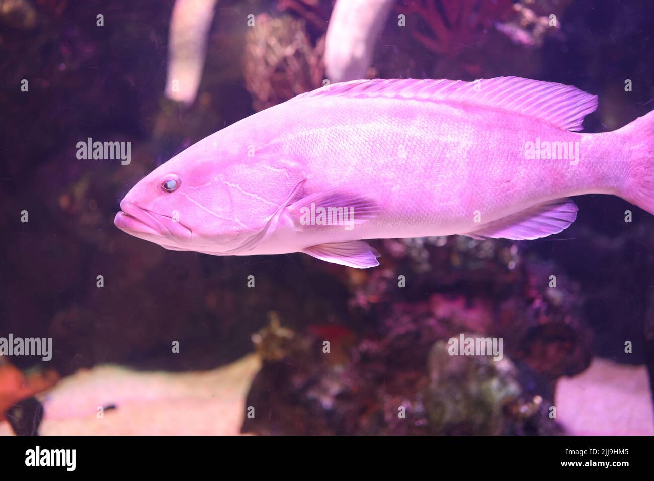 undersea world and coral reef scene background, nice violet fish in ...