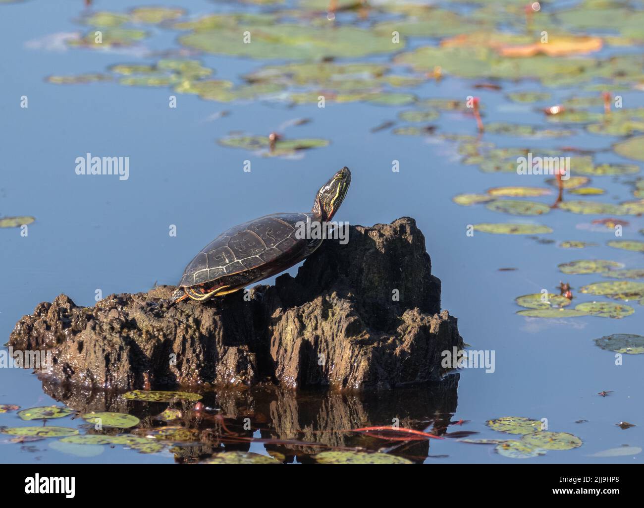 A Painted Turtle on a tree stump in Henry Marsh in Muskoka Stock Photo ...