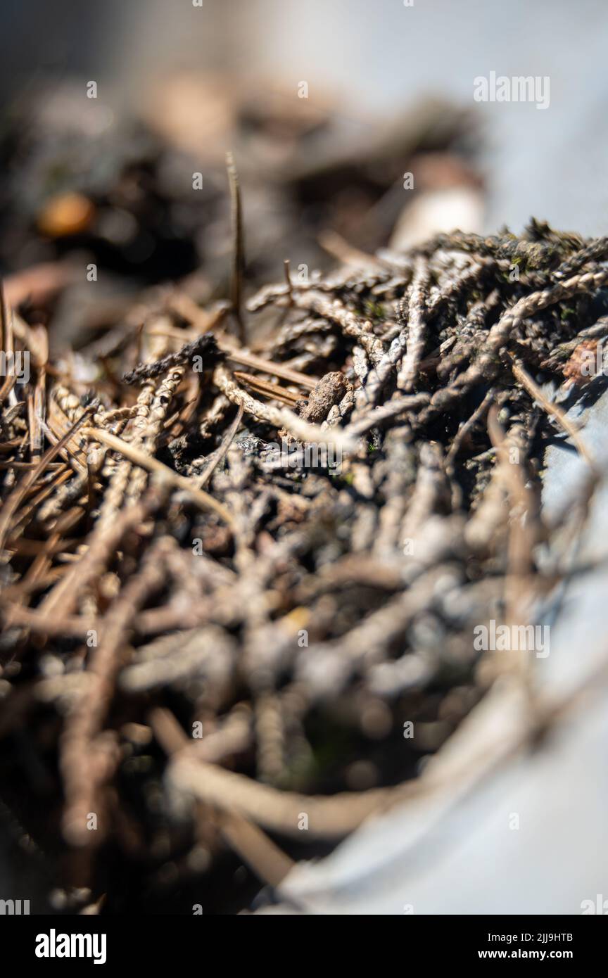 A vertical shot of dry small tree branches Stock Photo - Alamy