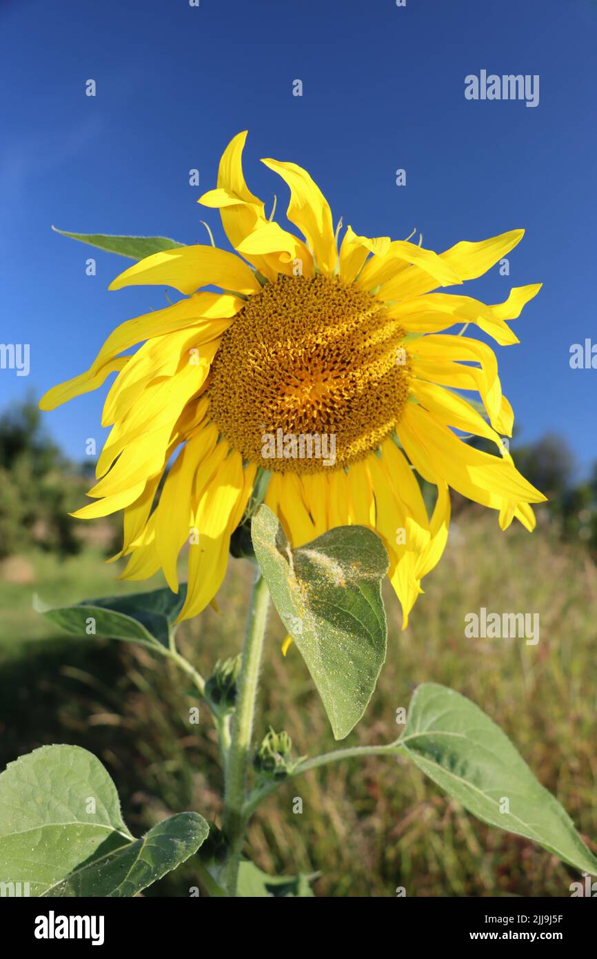 sunflower enjoying summer time. inside flower a bee in search for ...