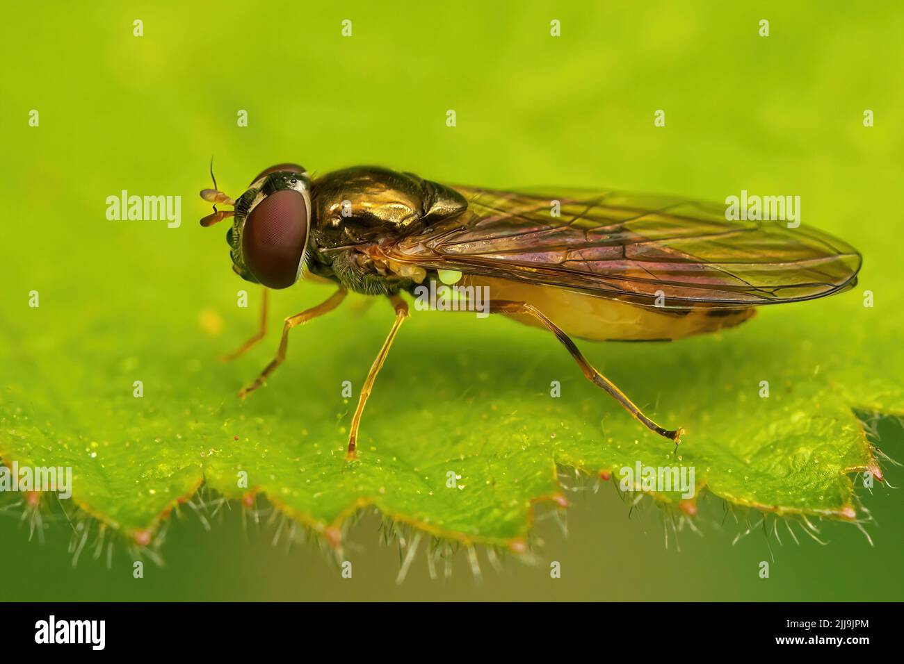 Melanostoma scalare hi-res stock photography and images - Alamy