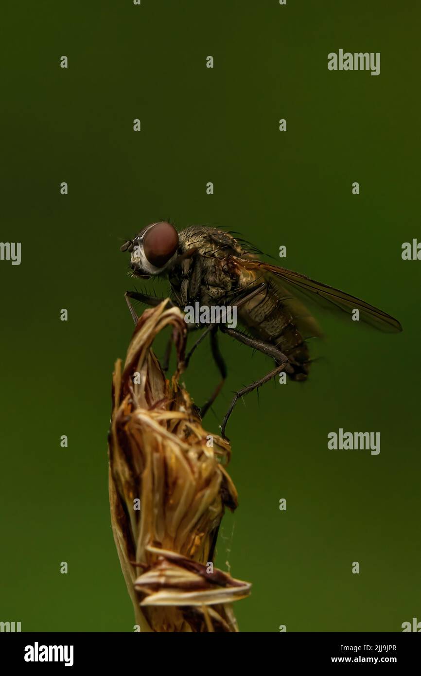 Hylemya fly hi-res stock photography and images - Alamy