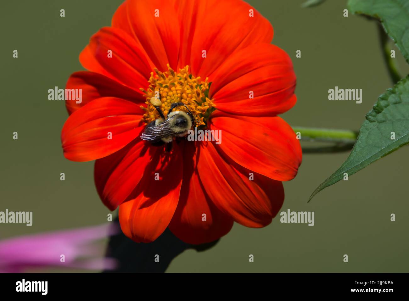 Bumblebee pollinating Mexican Sunflower Stock Photo - Alamy