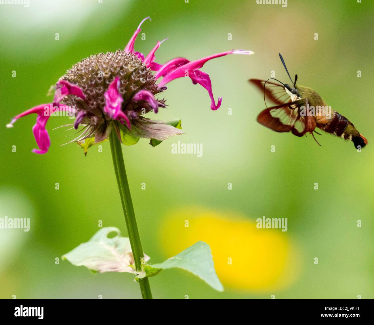 Clearwing hummingbird moth hi-res stock photography and images - Alamy