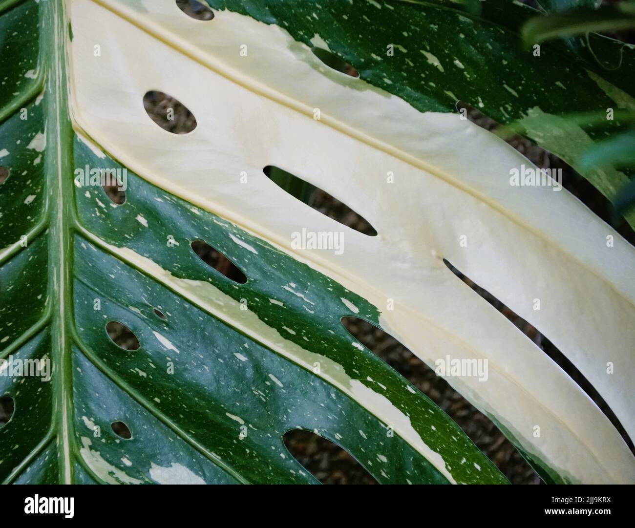 Close up of a big leaf of a variegated Monstera Deliciosa 'Swiss Cheese ...