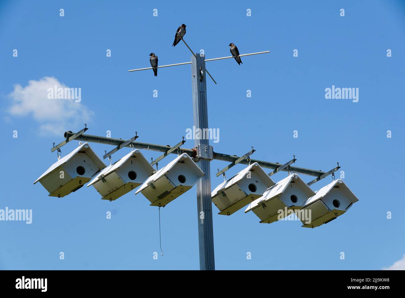 Hanging sparrow hi-res stock photography and images - Alamy