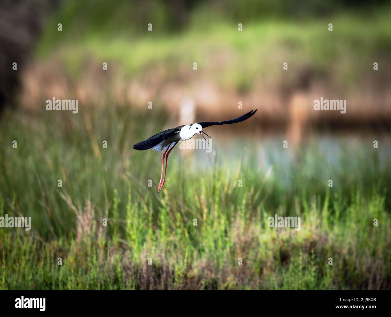 Stilt birds in flight hi-res stock photography and images - Alamy