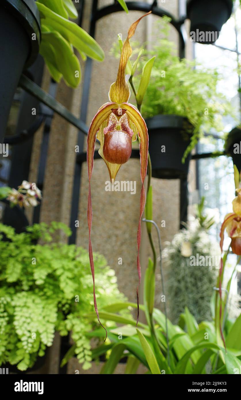 Beautiful light yellow and purple Phragmipedium Caudatum orchid Stock ...