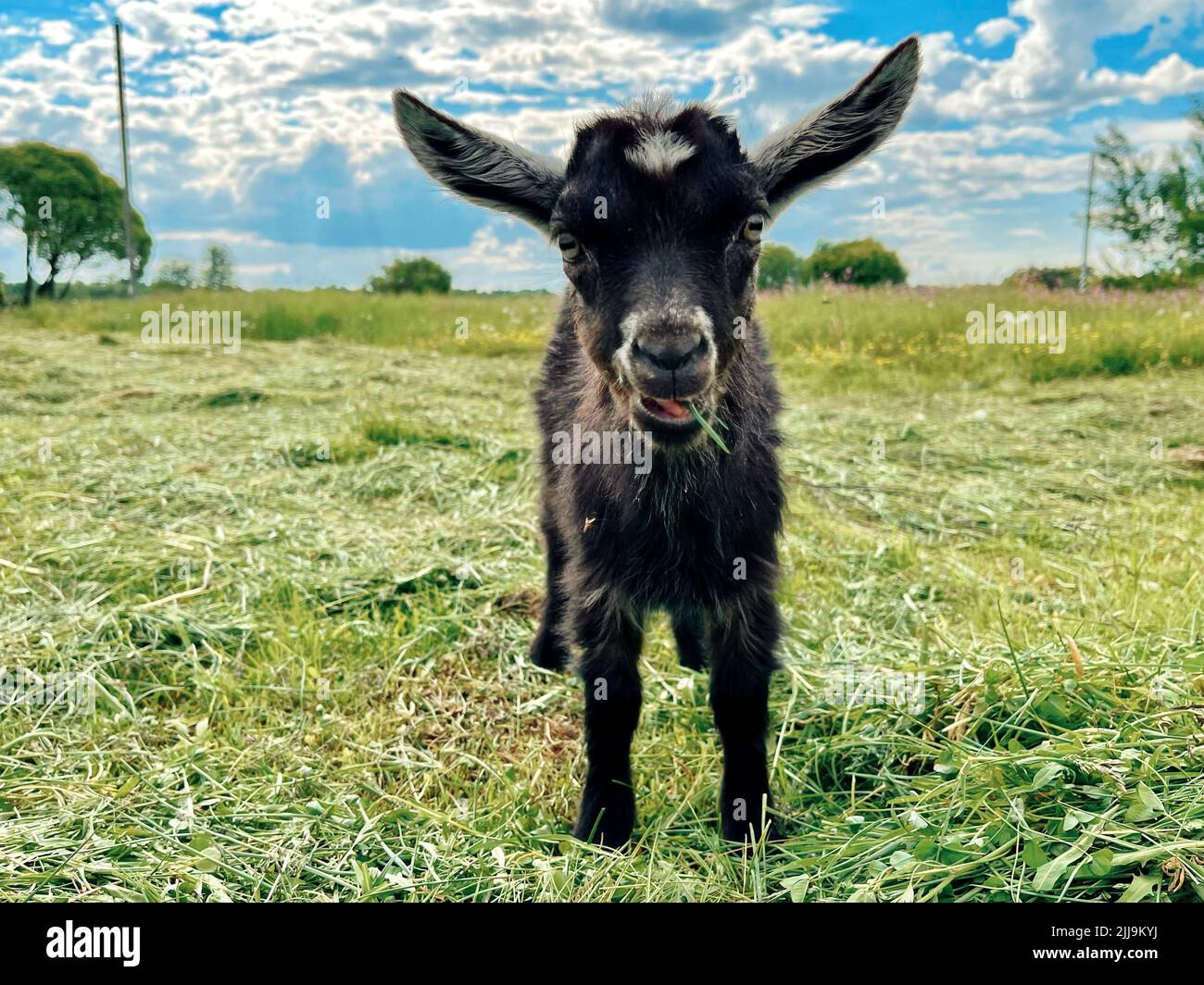 A small black goat in a green field Stock Photo - Alamy