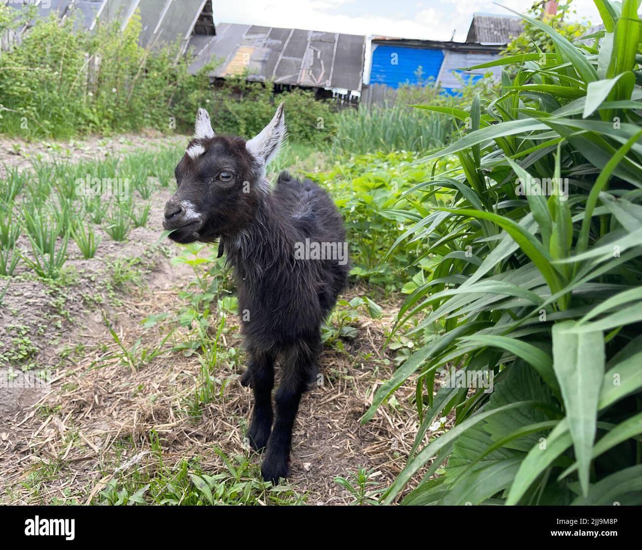 Small black goat hi-res stock photography and images - Alamy