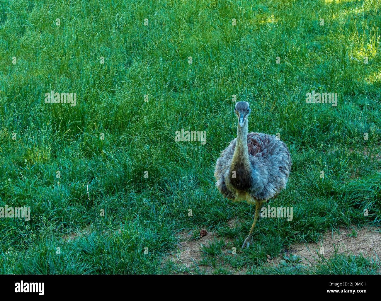 Darwin's rhea, Rhea pennata also known as the lesser rhea. It is a ...
