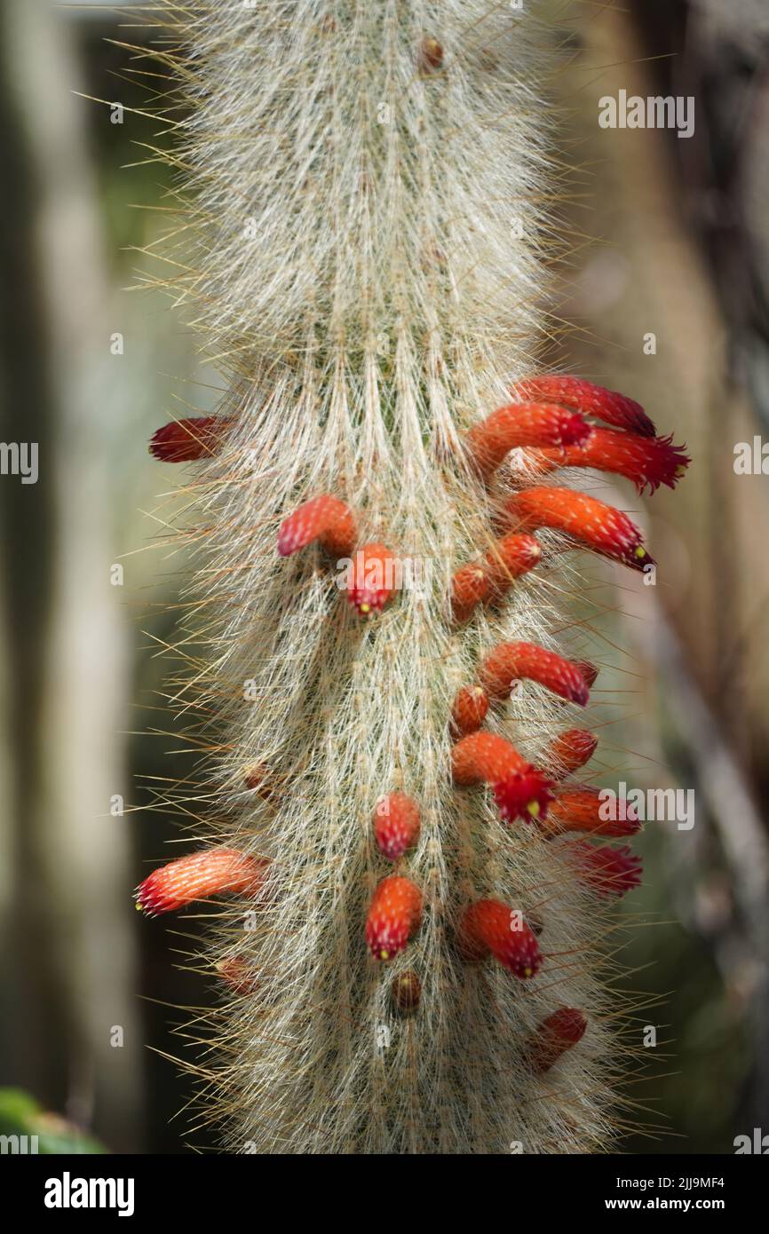 A vertical shot of a cleistocactus strausii also known as a silver ...