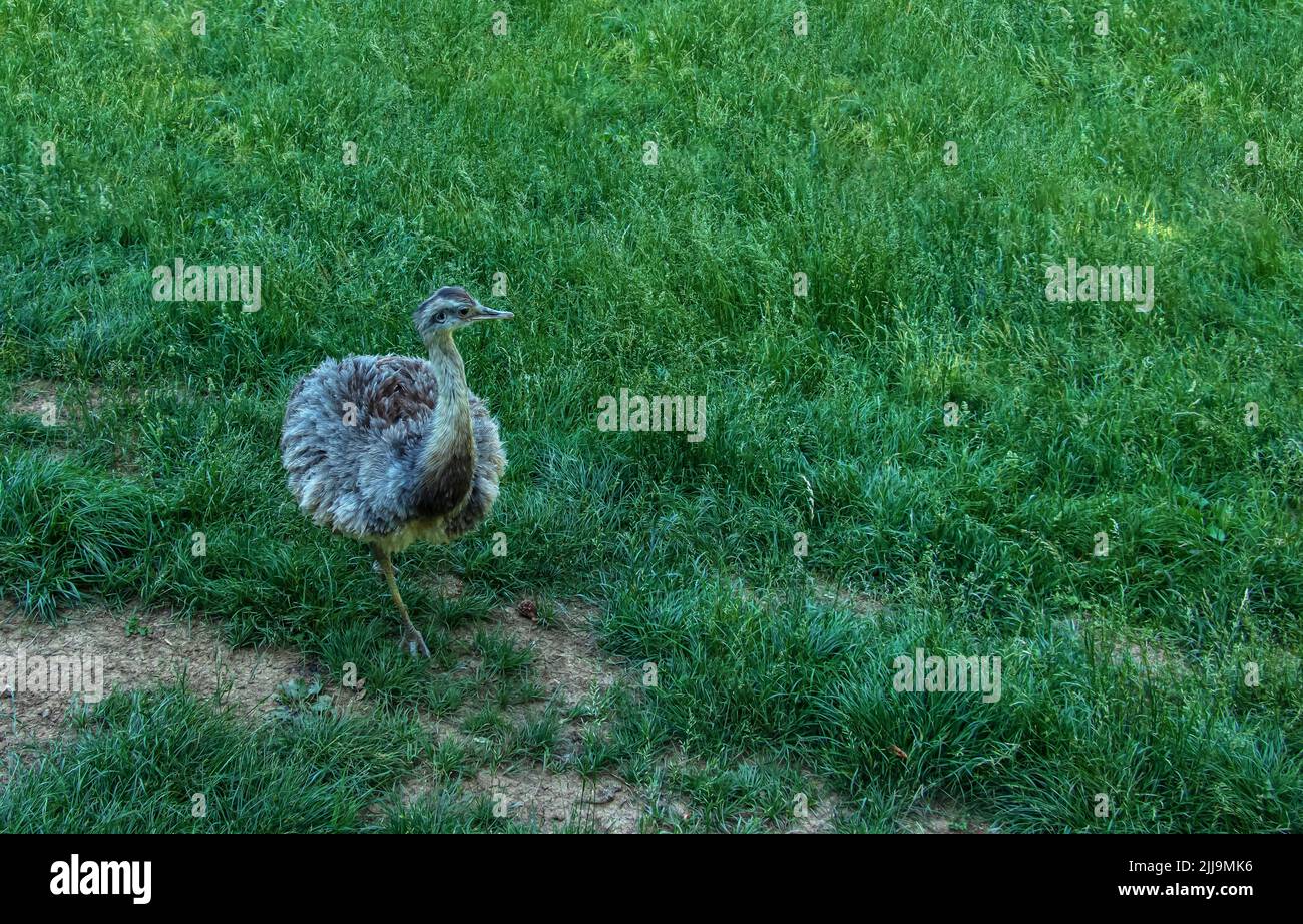 Darwin's rhea, Rhea pennata also known as the lesser rhea. It is a ...
