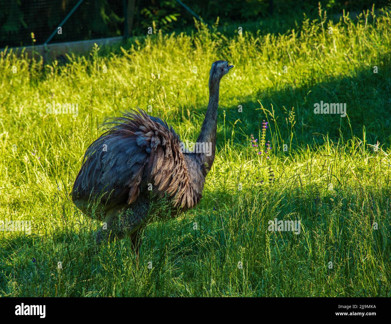 Darwin's rhea, Rhea pennata also known as the lesser rhea. It is a large flightless bird, but ...